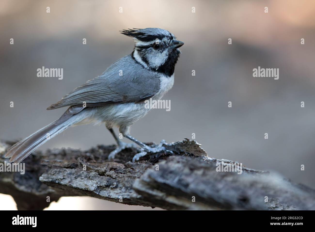 Bridled Titmouse (Baeolophus wollweberi) in North-America Stock Photo ...