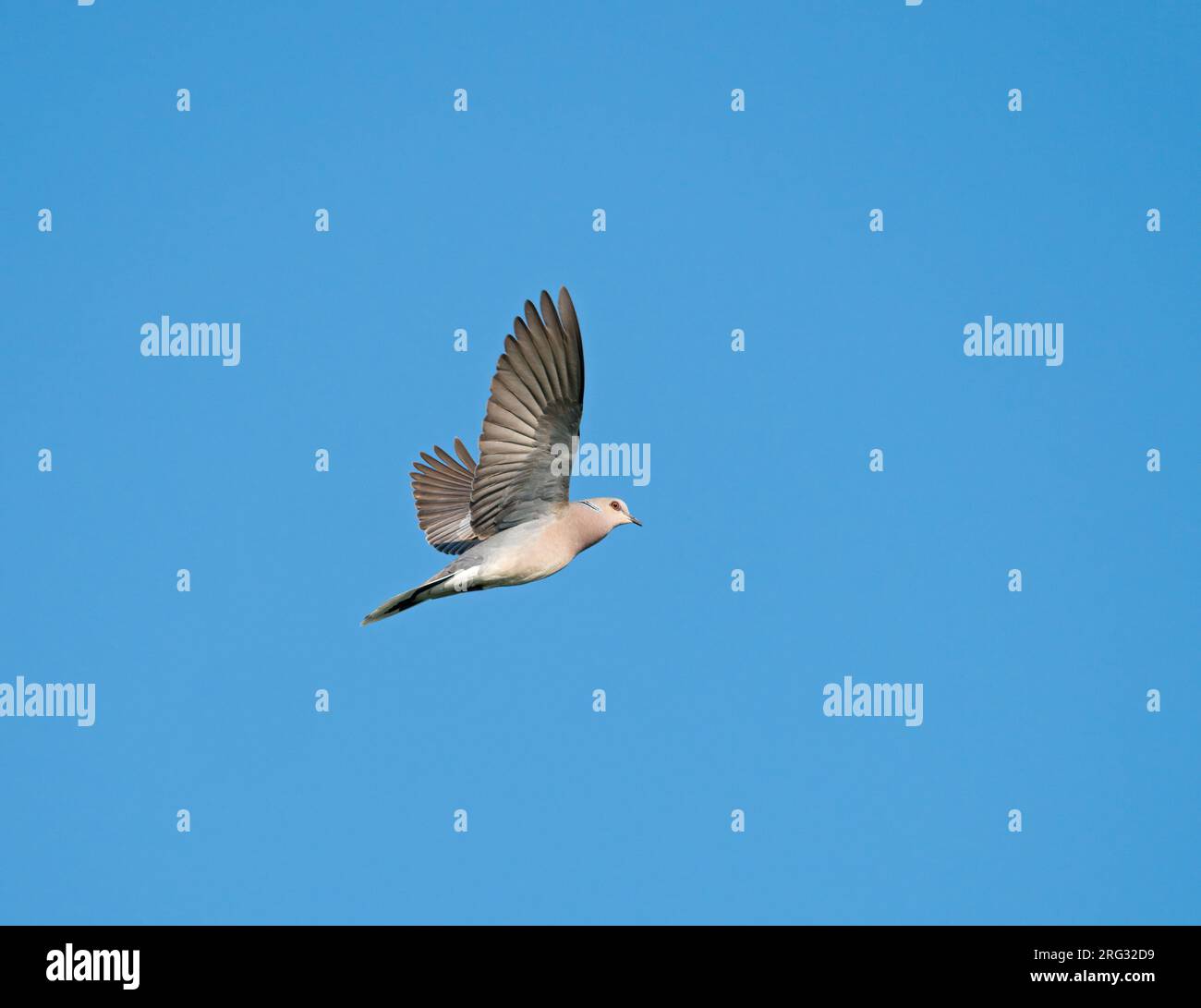 Flying turtle dove hi-res stock photography and images - Alamy