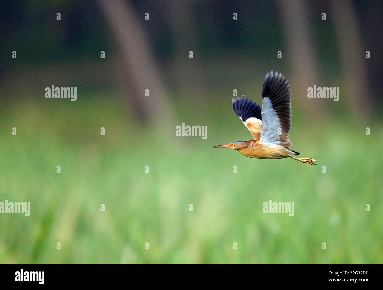 Yellow Bittern (Ixobrychus sinensis) flying over marsh on east coast of ...