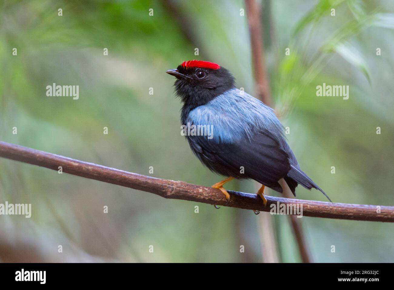 Lance tailed manakin chiroxiphia lanceolata hi-res stock photography ...