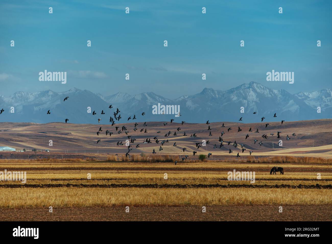 Farming birds hi-res stock photography and images - Alamy