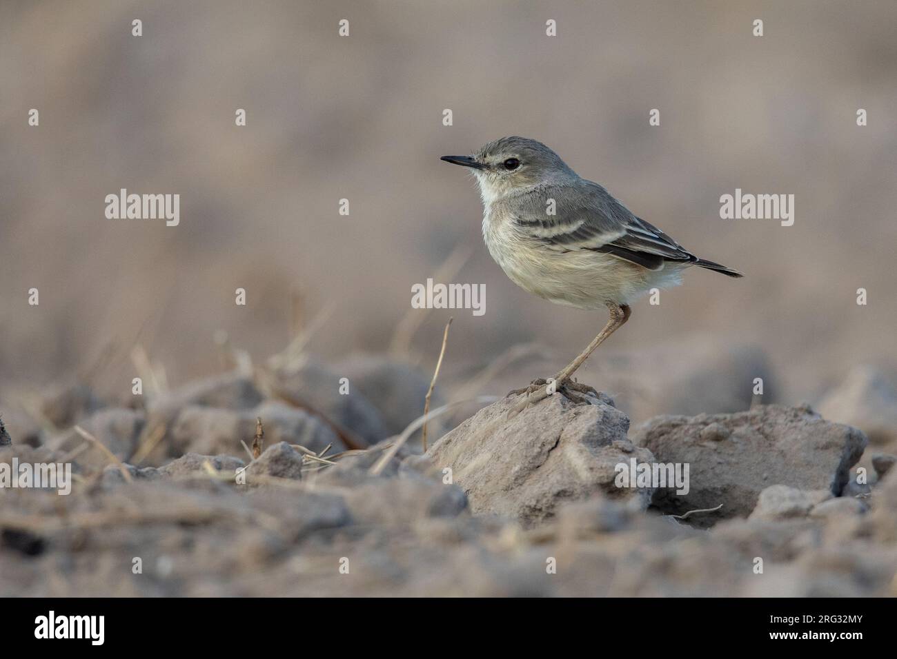 Short-tailed Field Tyrant (Muscigralla brevicauda) at Mejía, Peru Stock ...