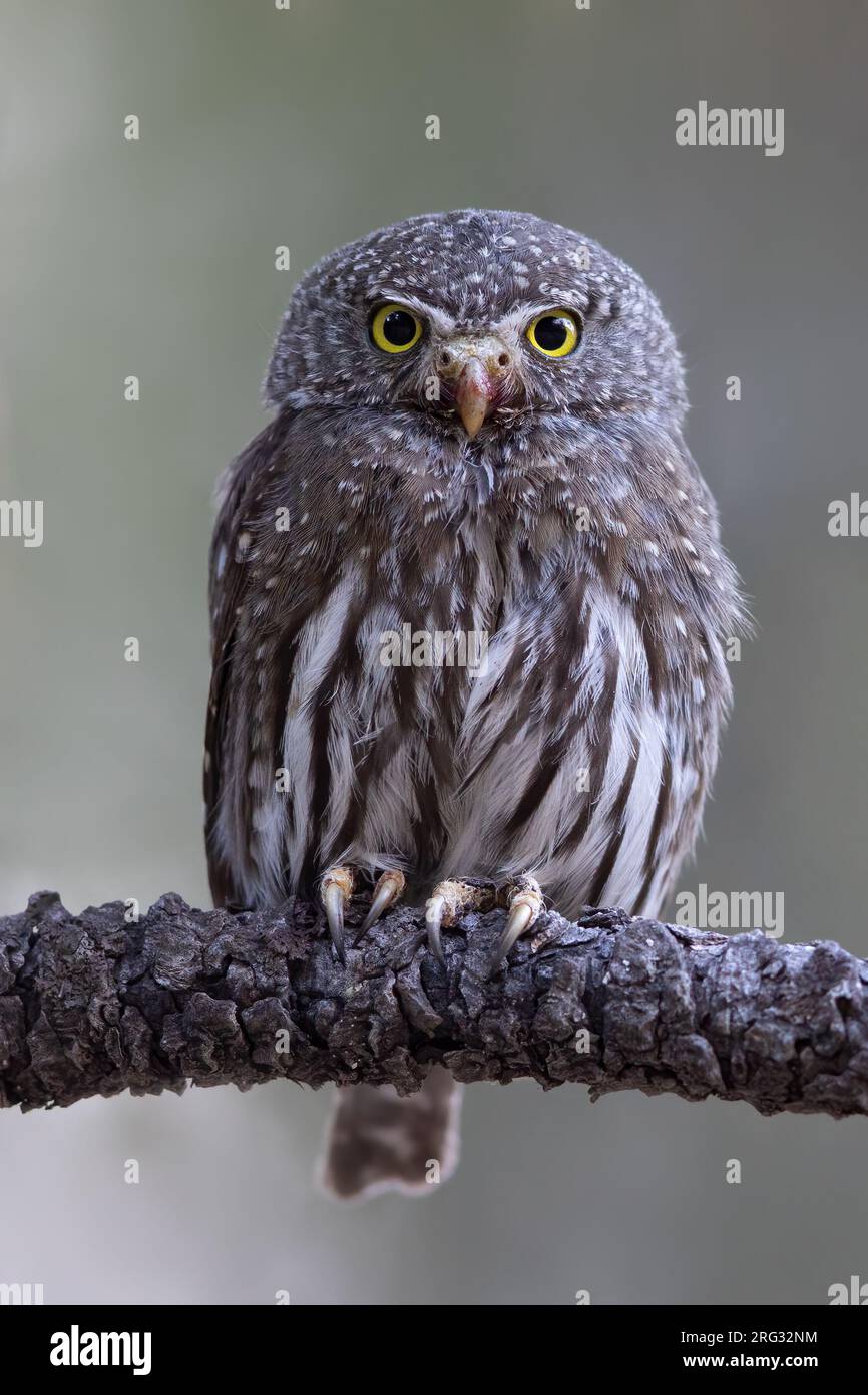 Northern pygmy owl arizona hi-res stock photography and images - Alamy