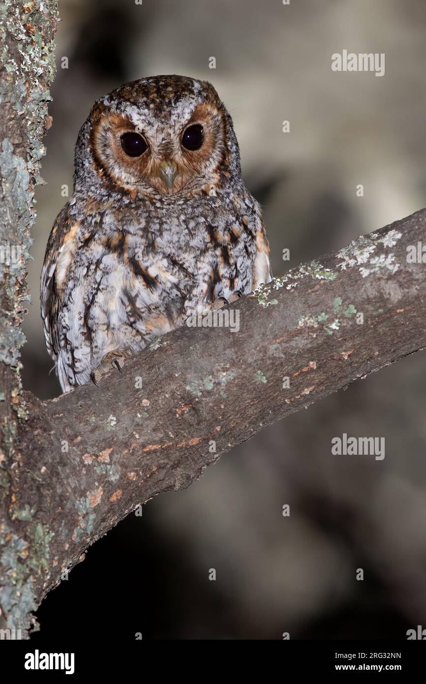 Flammulated Owl (Psiloscops flammeolus) perched in a tree in North-America Stock Photo - Alamy