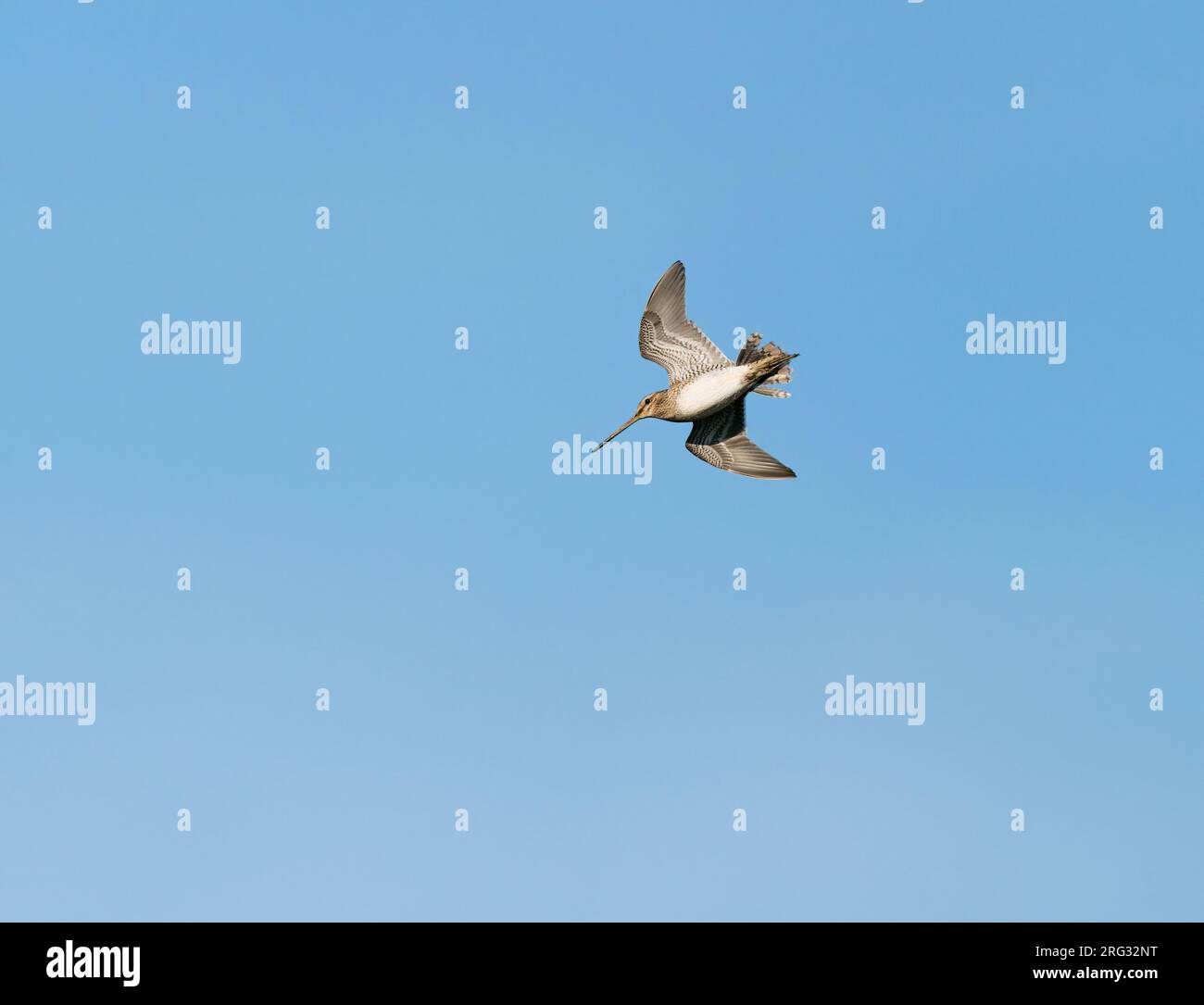 Territorial male Common Snipe (Gallinago gallinago) in display flight ...