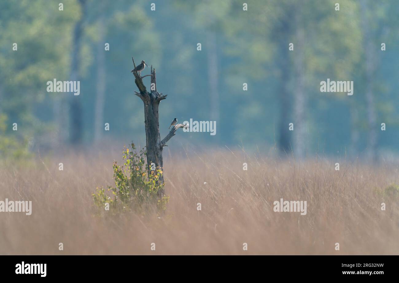 Territorial male Common Snipe (Gallinago gallinago) sitting on a dead ...