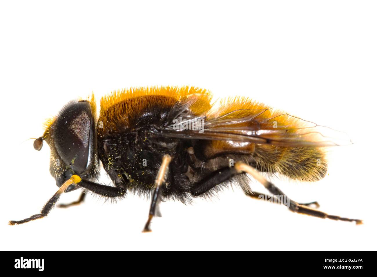 Furry insect Cut Out Stock Images & Pictures - Alamy