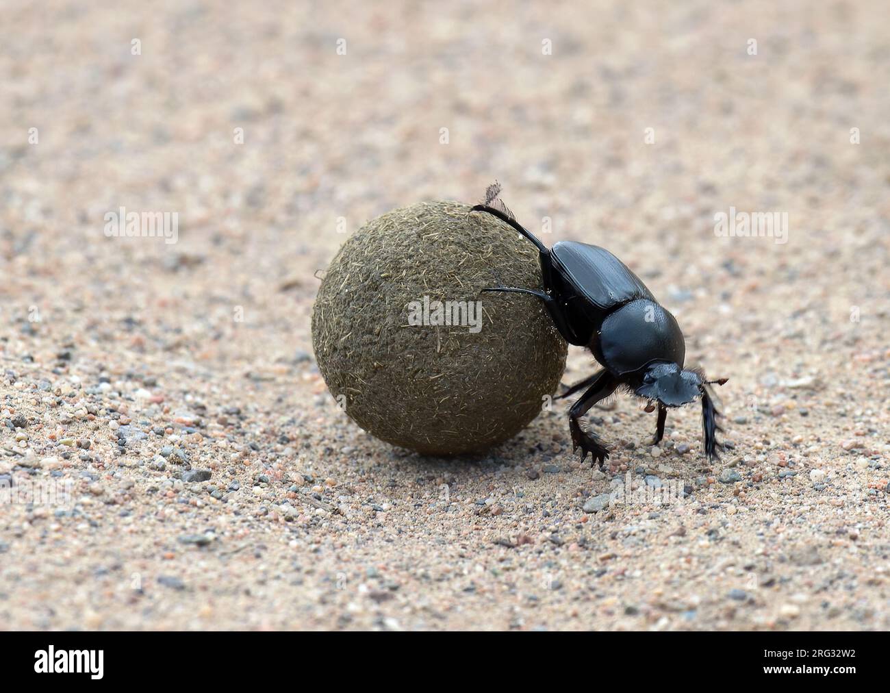 Dung beetle species (Scarabaeus winkleri) Rolling a piece of dung. Dung beetles or "rollers ...
