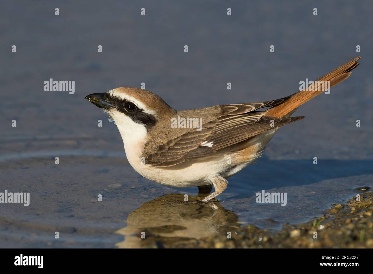 Turkestaanse Klauwier; Red-tailed Shrike; Lanius phoenicuroides Stock ...