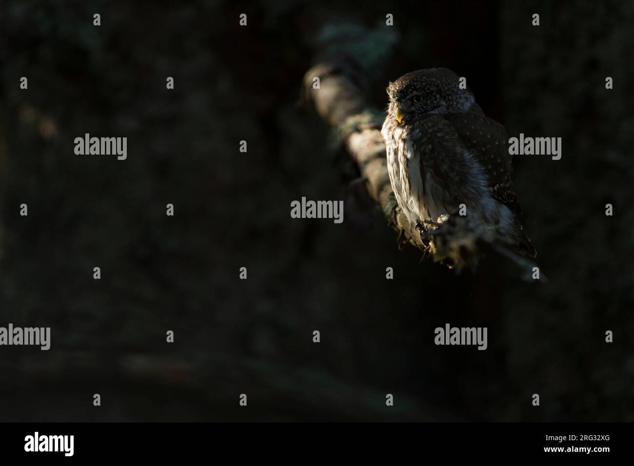 Eurasian Pygmy-Owl - Sperlingskauz - (Glaucidium passerinum ssp ...