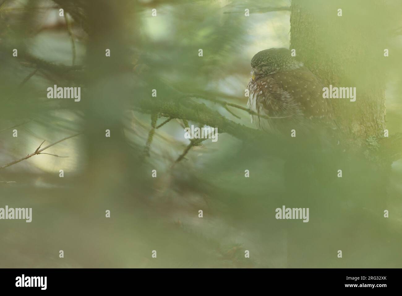 Eurasian Pygmy-Owl - Sperlingskauz - (Glaucidium passerinum ssp ...