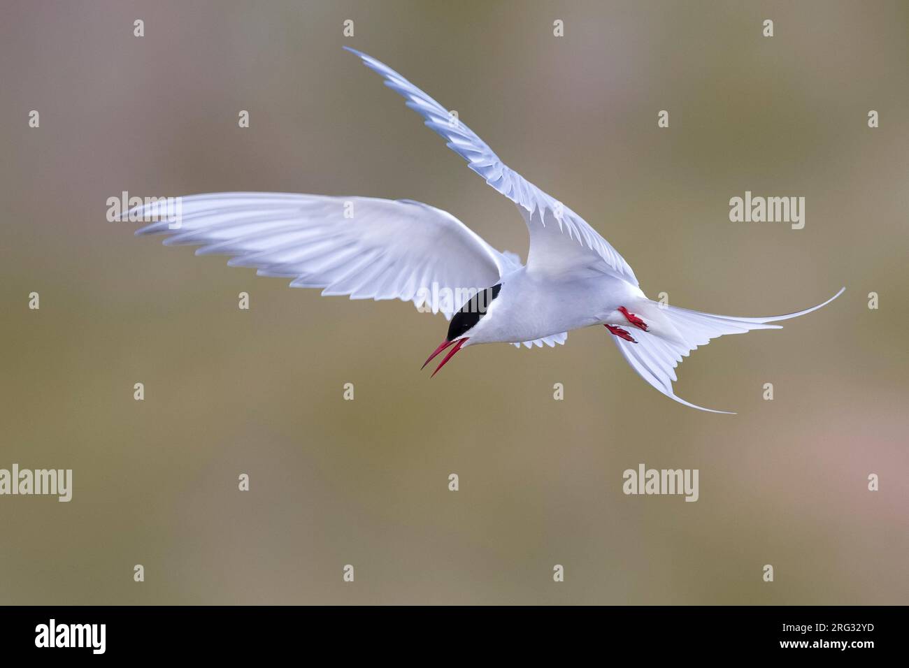 Flying adult Arctic Tern (Sterna paradisaea) in breeding plumage in ...