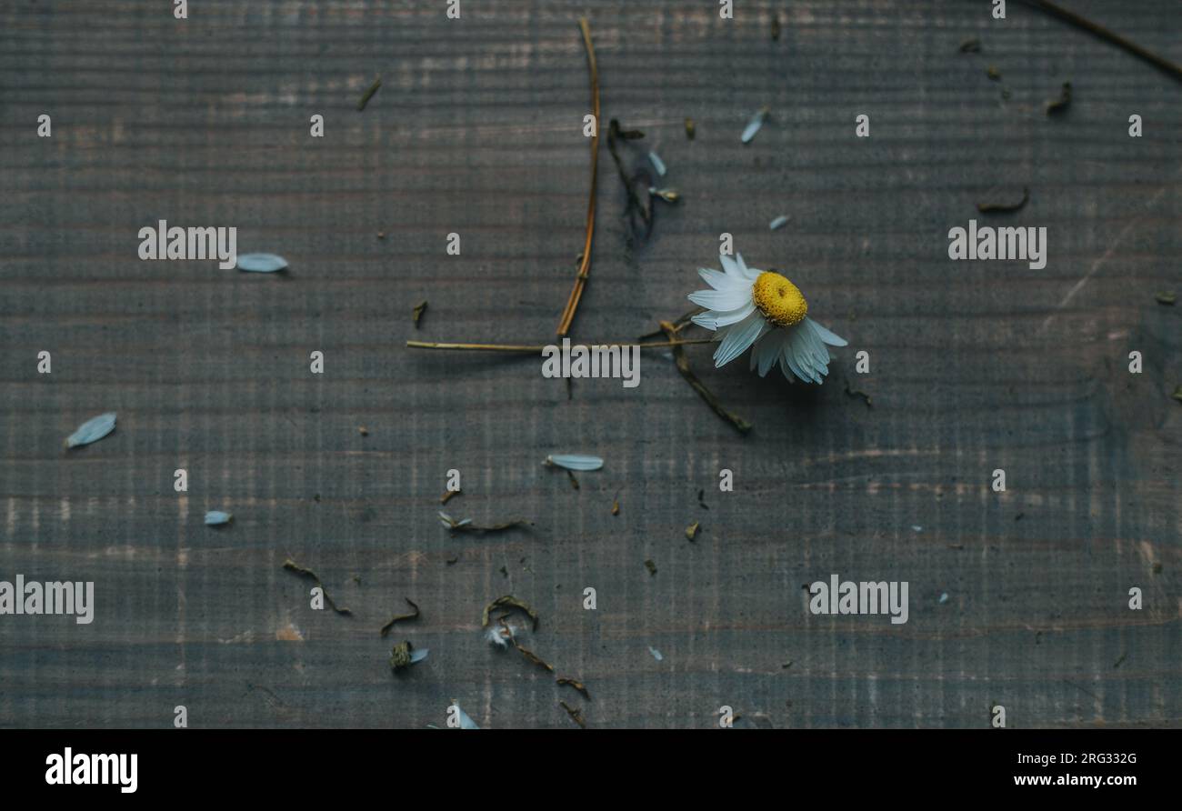 Daisy concept hi-res stock photography and images - Alamy
