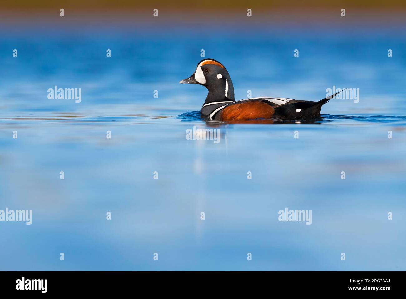 Beautiful adult male Harlequin Duck (Histrionicus histrionicus ...