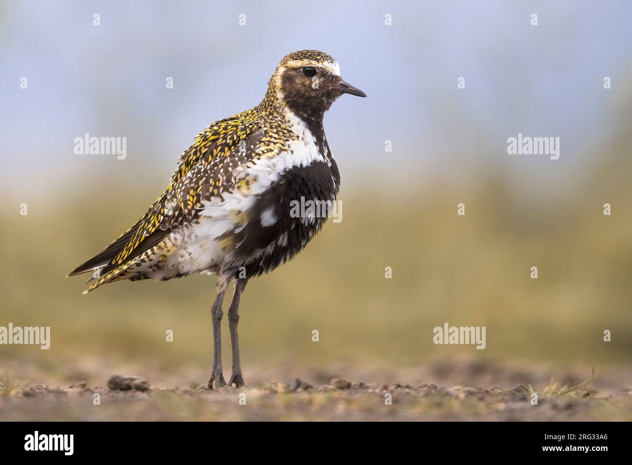 Summer plumaged Eurasian Golden Plover (Pluvialis apricaria altifrons ...