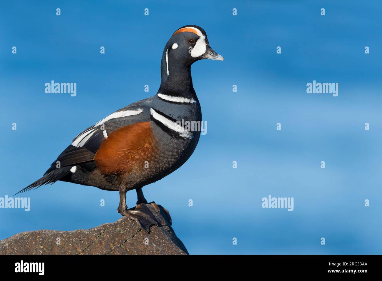 Adult male Harlequin Duck (Histrionicus histrionicus) during late ...