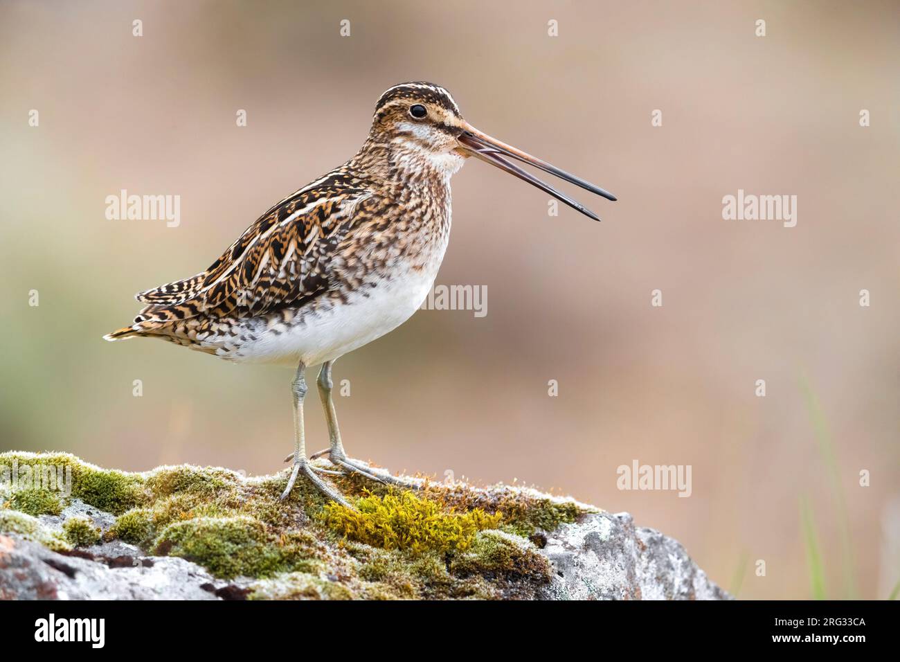Common Snipe (Gallinago gallinago faeroeensis) standing on an exposed ...