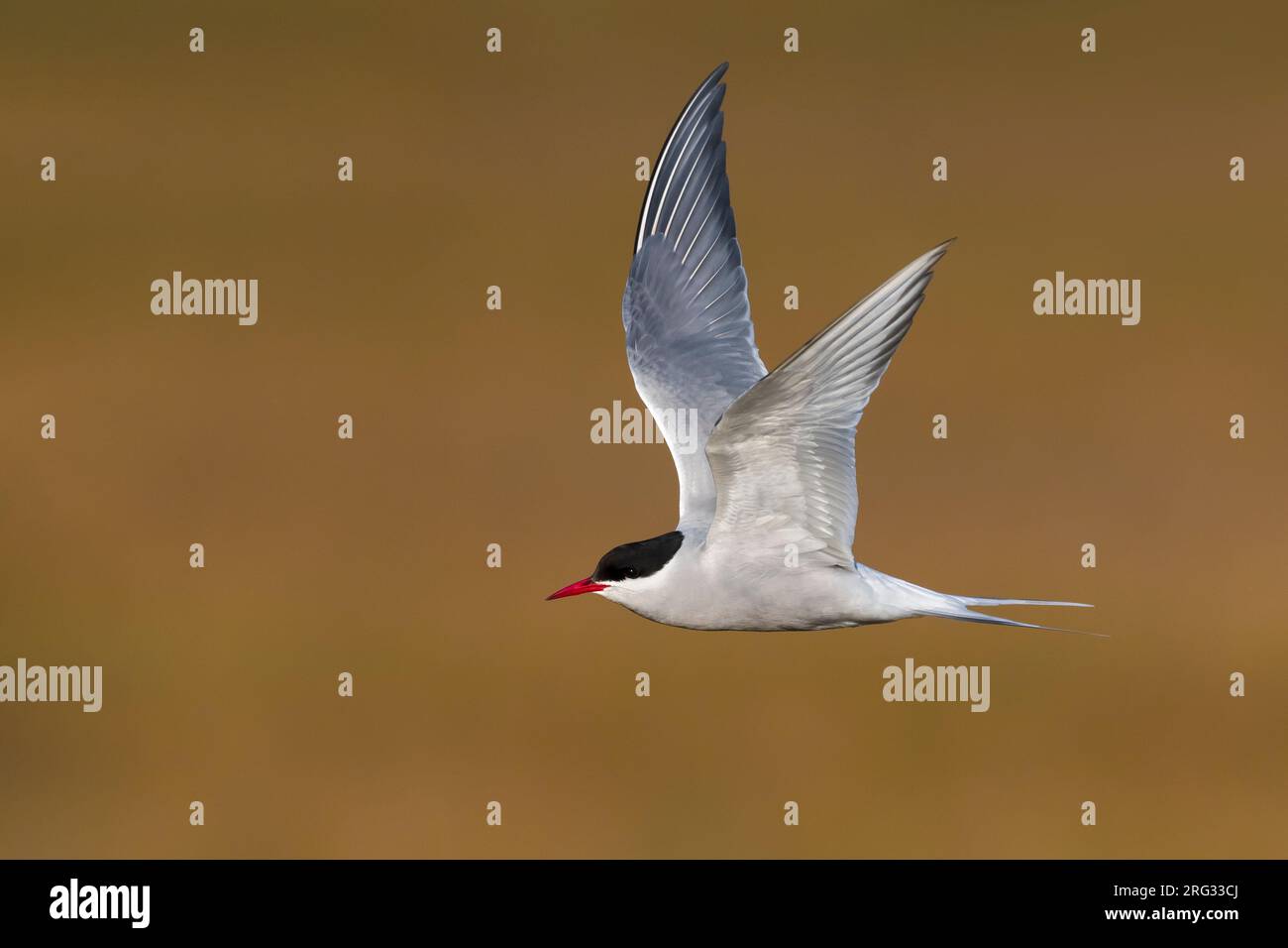 Flying adult Arctic Tern (Sterna paradisaea) in breeding plumage in ...