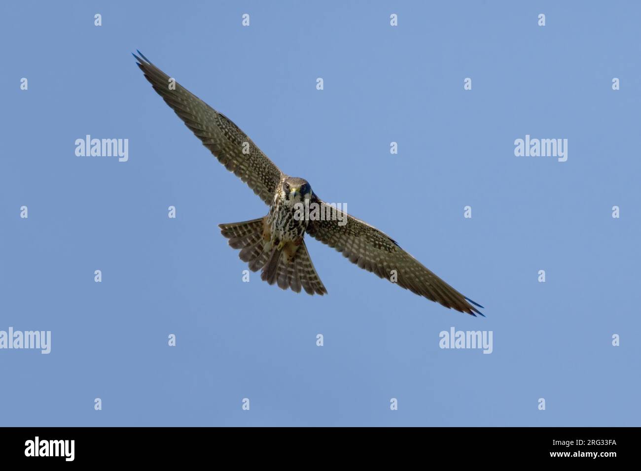 Boomvalk hi-res stock photography and images - Alamy