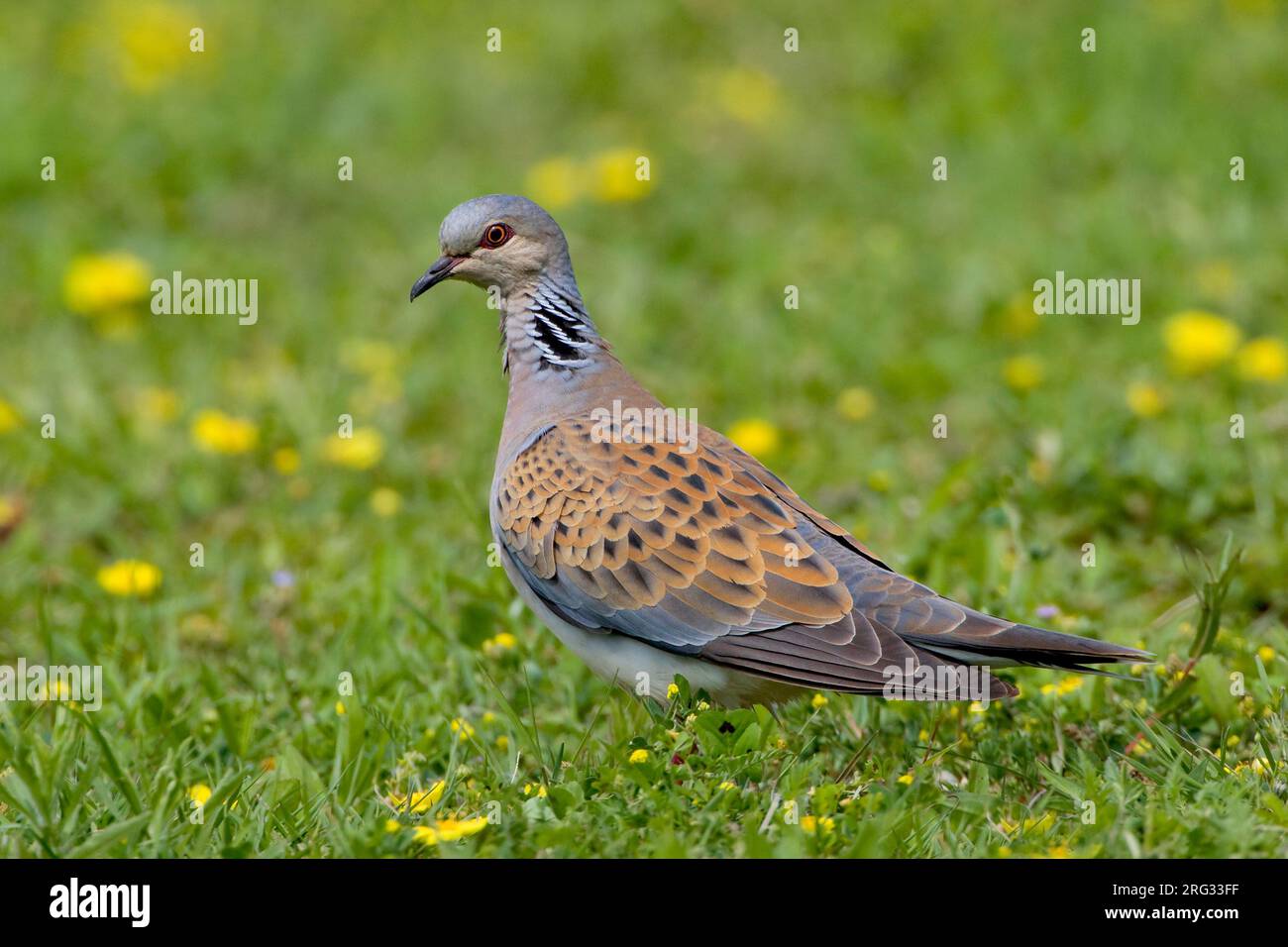 Zomertortel op grasveld; European Turtle Dove on lawn Stock Photo - Alamy