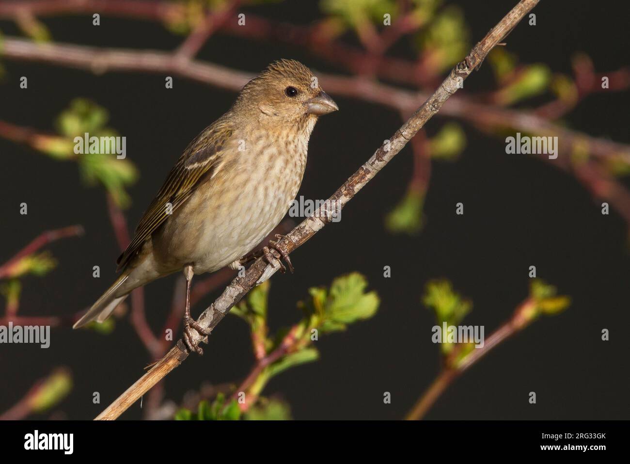 Vrouwtje Roodmus; Female Common Rosefinch Stock Photo - Alamy