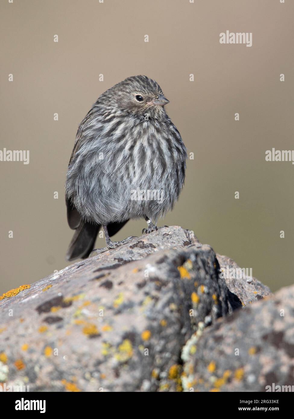 Inca finch hi-res stock photography and images - Alamy