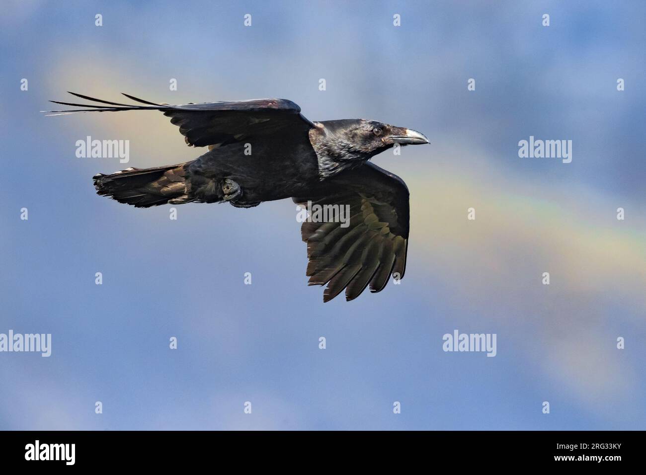 Common Raven (Corvus corax varius) in flight over Iceland Stock Photo ...