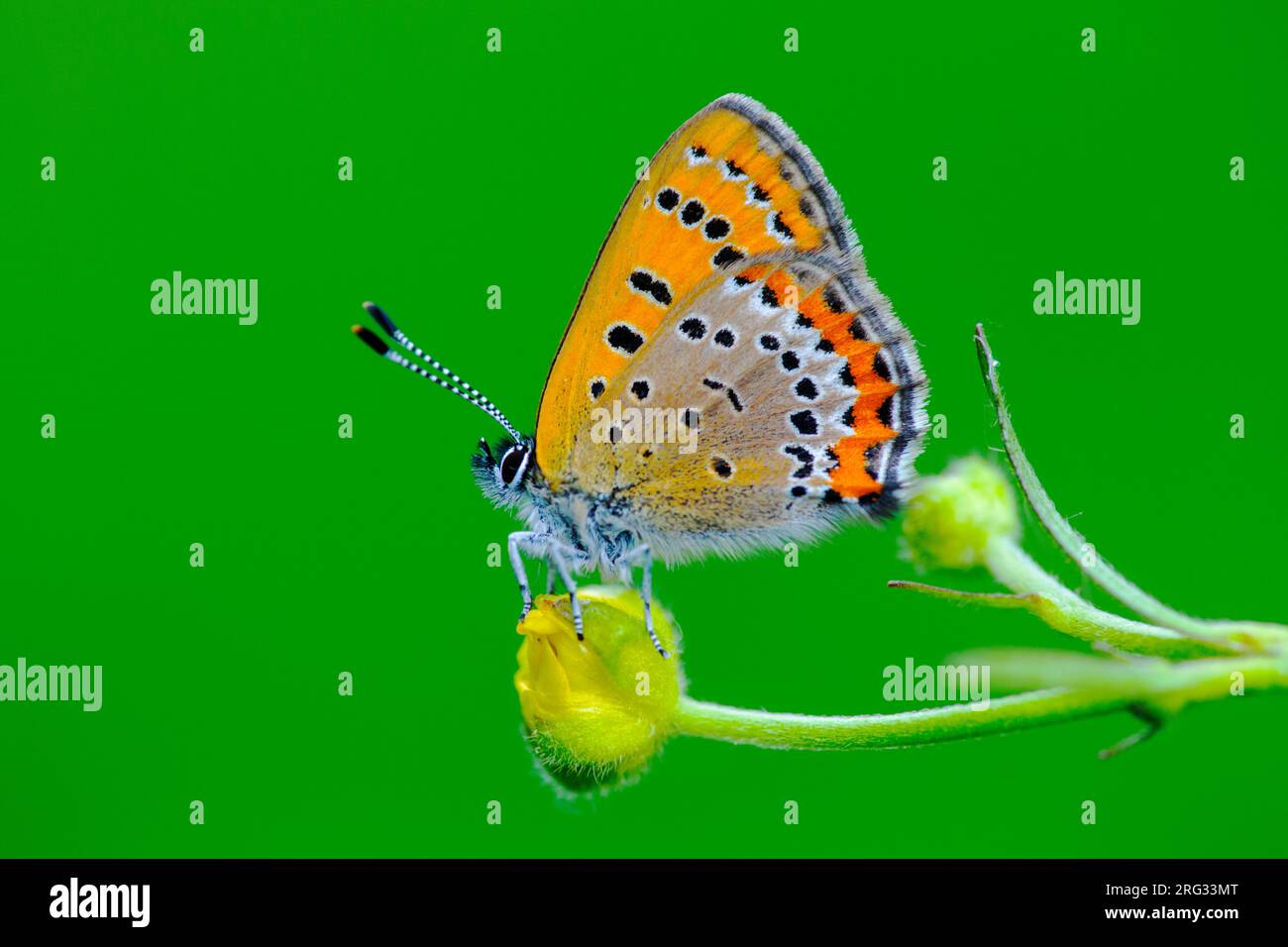 Violet Copper, Blauwe vuurvlinder, Lycaena helle Stock Photo - Alamy