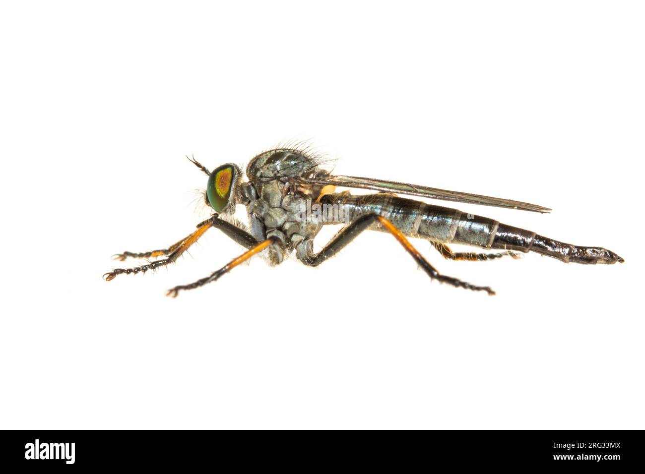 Common Awl Robberfly, Bosrandroofvlieg, Neoitamus cyanurus Stock Photo ...