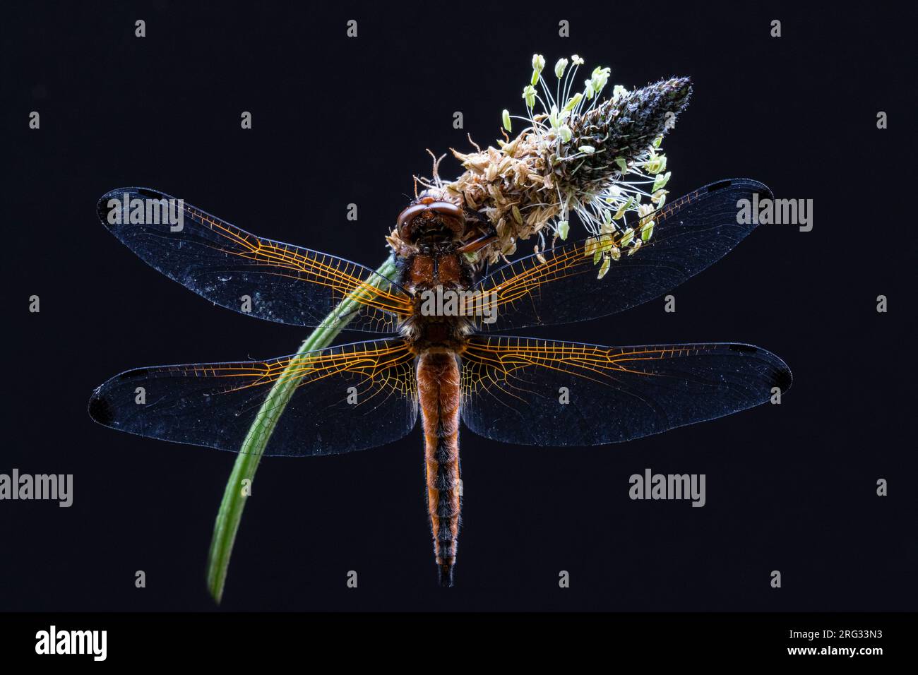 Blue Chaser, Bruine korenbout, Libellula fulva Stock Photo - Alamy