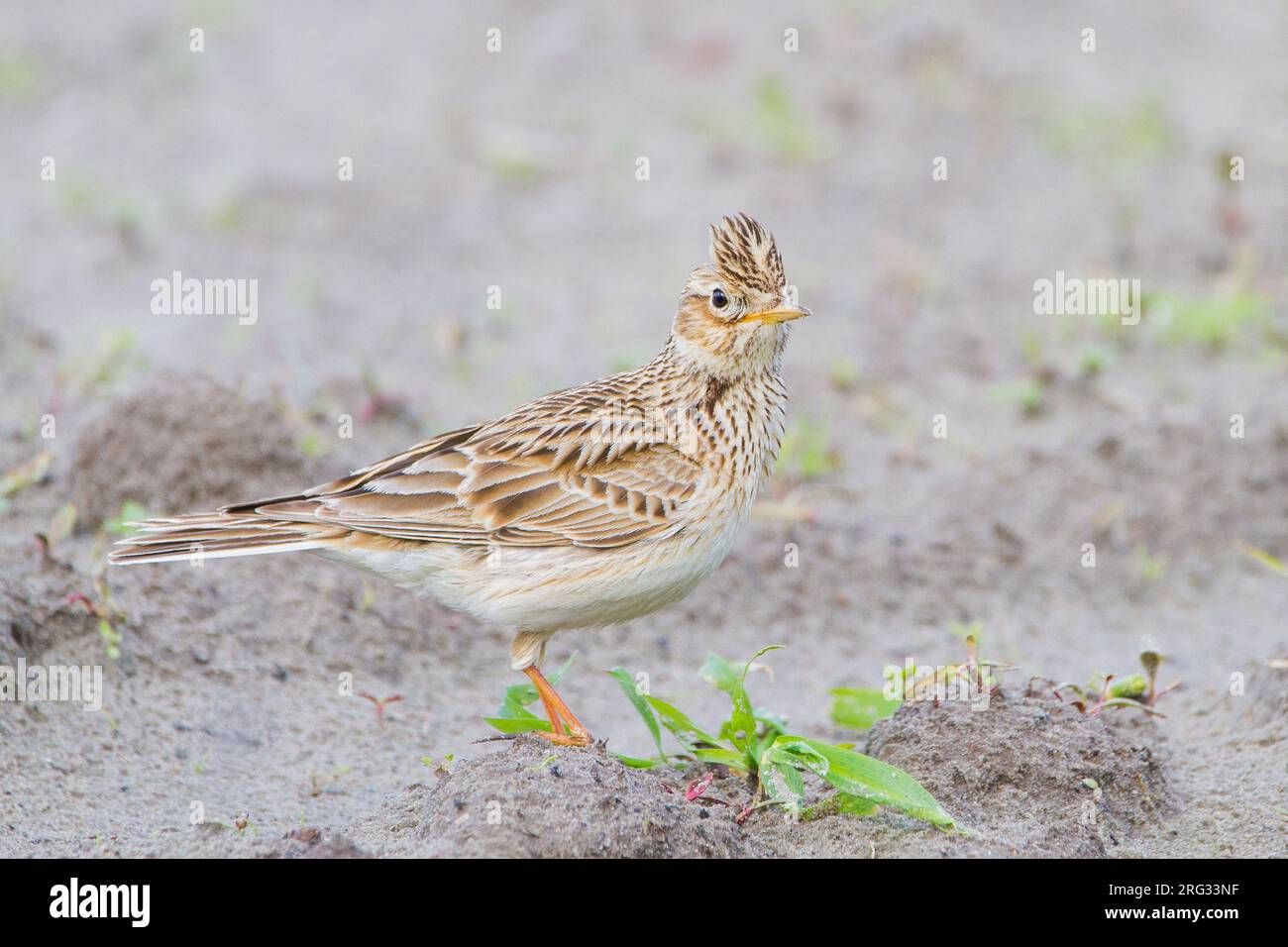 Veldleeuwerik, Eurasian Skylark, Alauda arvensis adult female side crest erected Stock Photo - Alamy