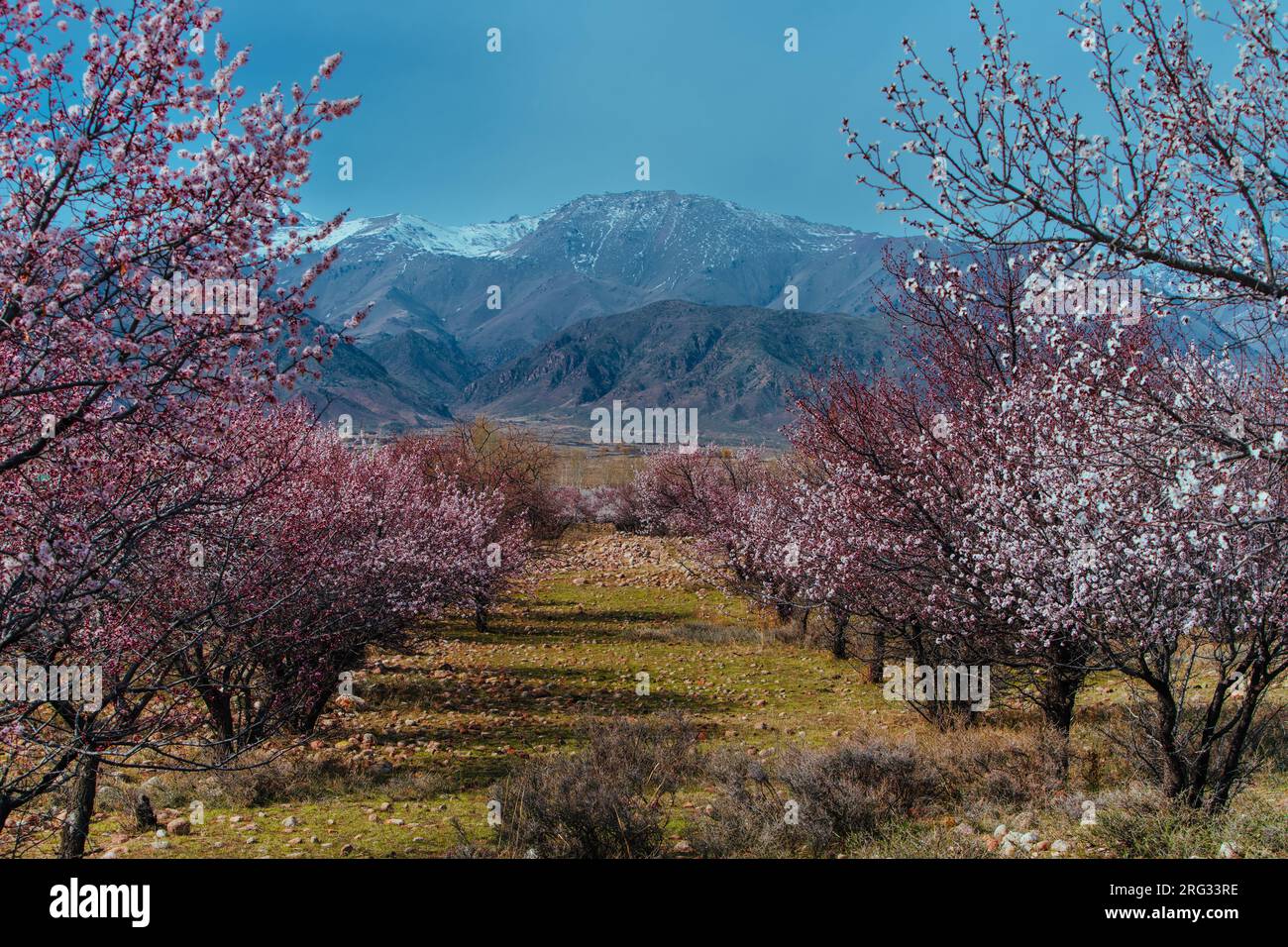Spring landscape with apricot trees on mountains background, Kyrgyzstan ...