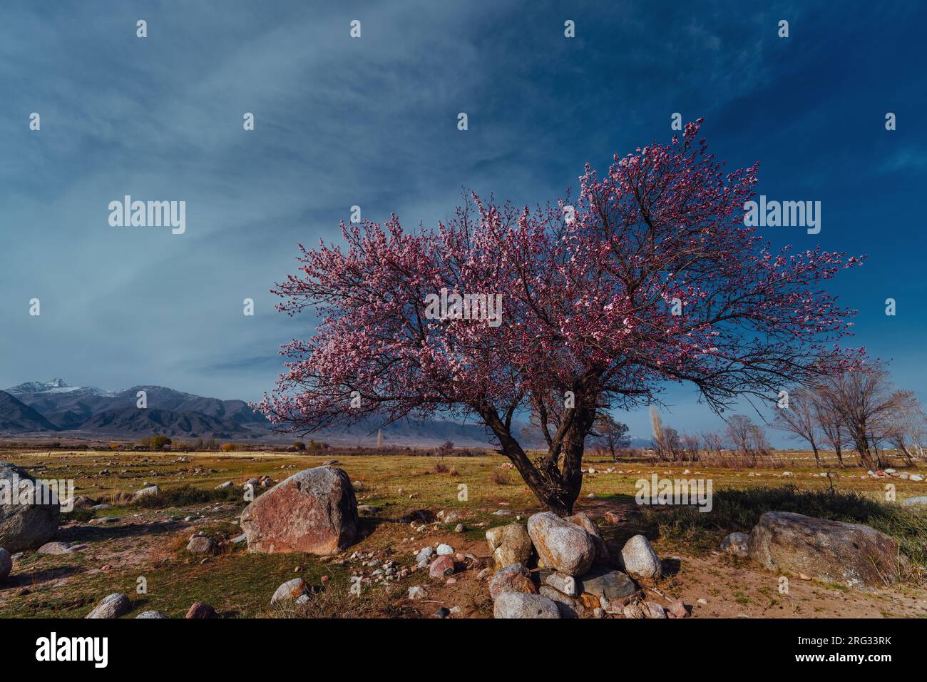 Spring landscape with apricot tree wide angle view, Kyrgyzstan Stock ...
