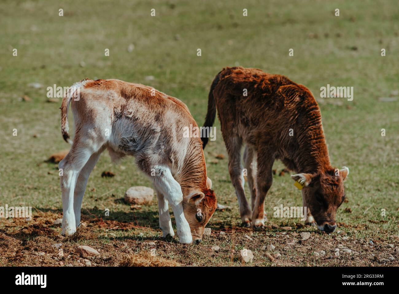 Calves standing in grass hi-res stock photography and images - Alamy