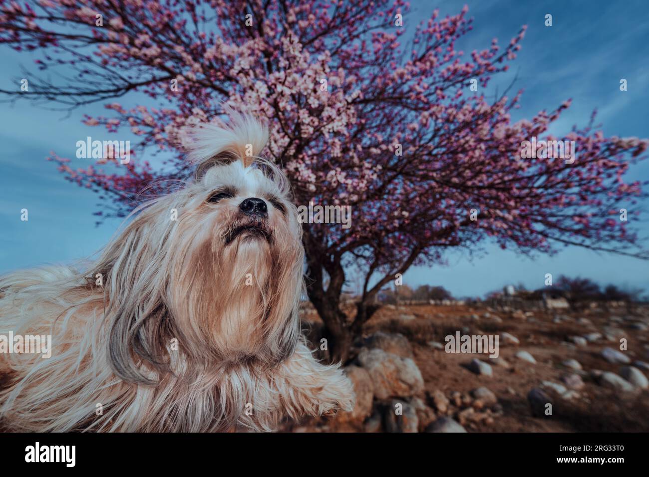 Shih tzu dog on blossom apricot tree background Stock Photo - Alamy