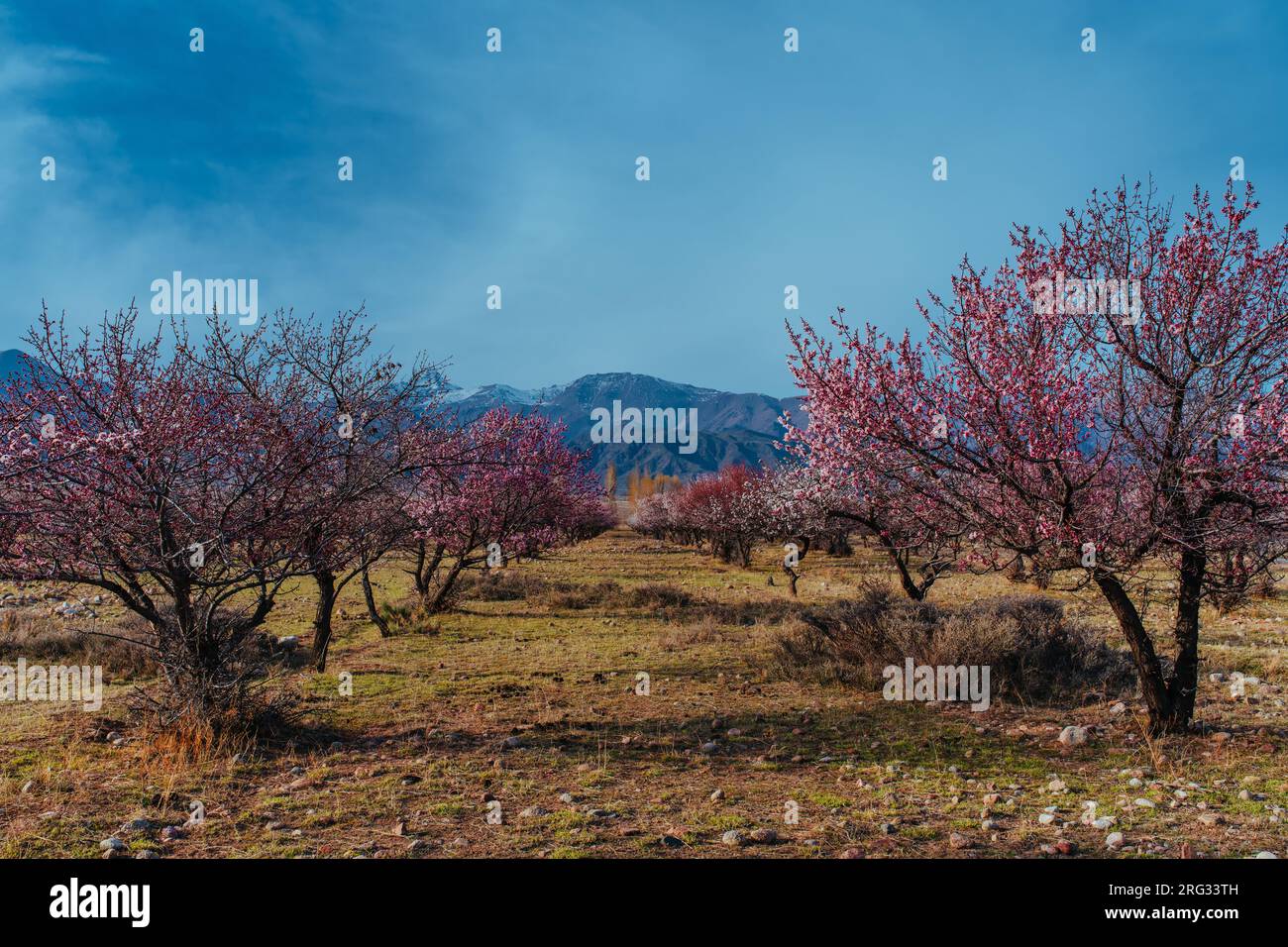 Spring landscape with apricot trees on mountains background, Kyrgyzstan ...