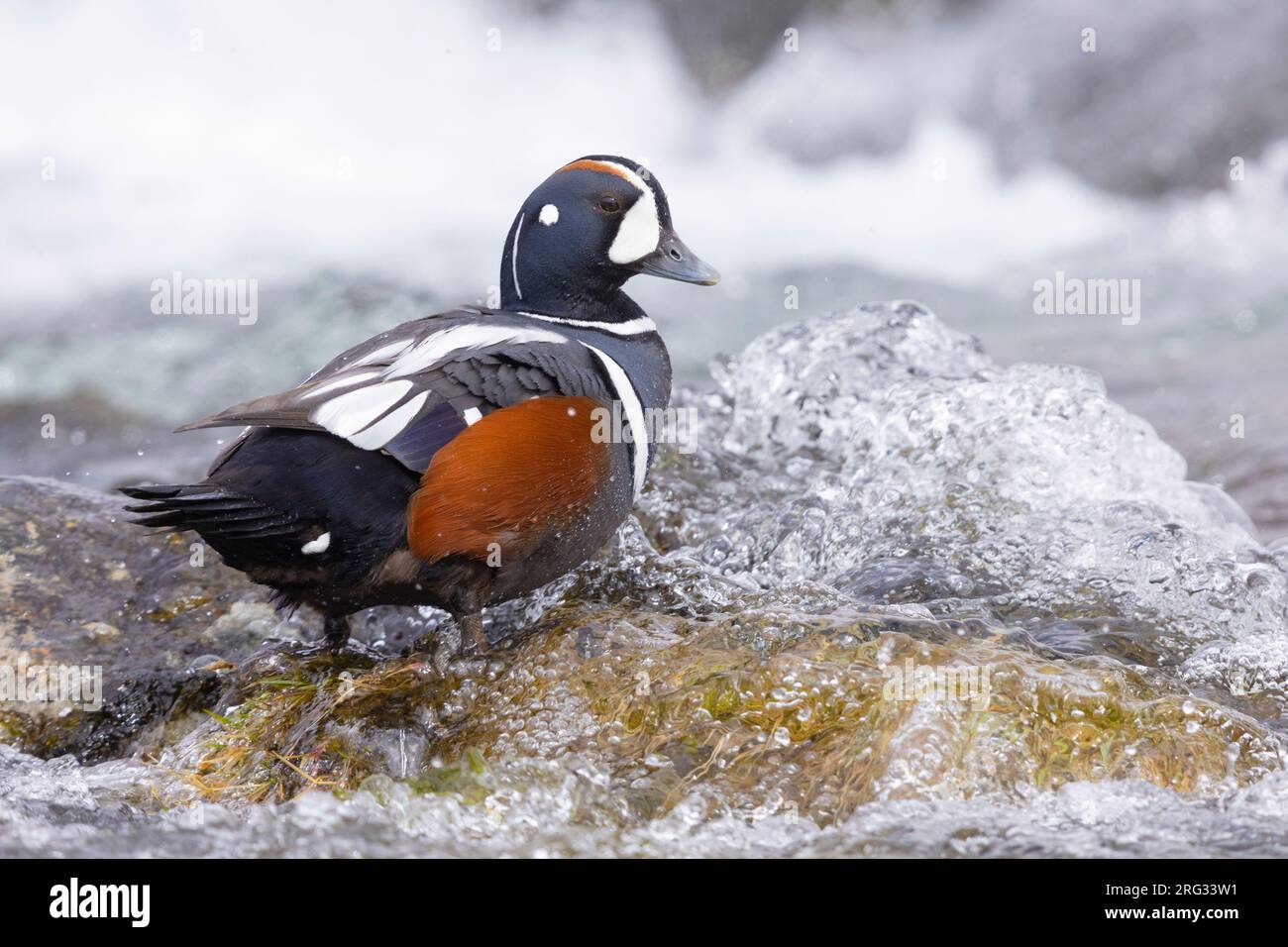 Harlequin Duck (Histrionicus histrionicus), side view of an adult male ...