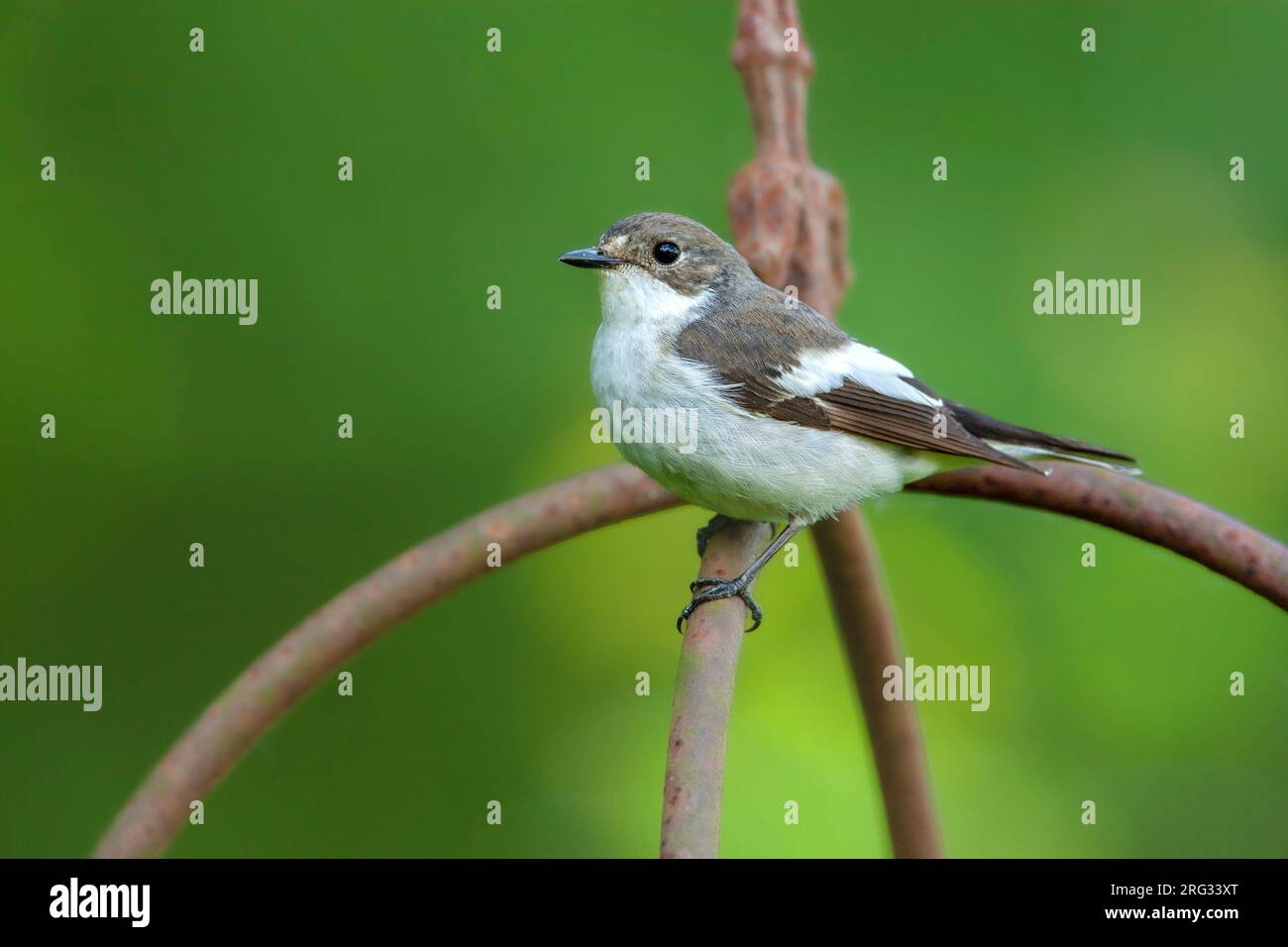 Pied flycatcher in environment hi-res stock photography and images - Alamy