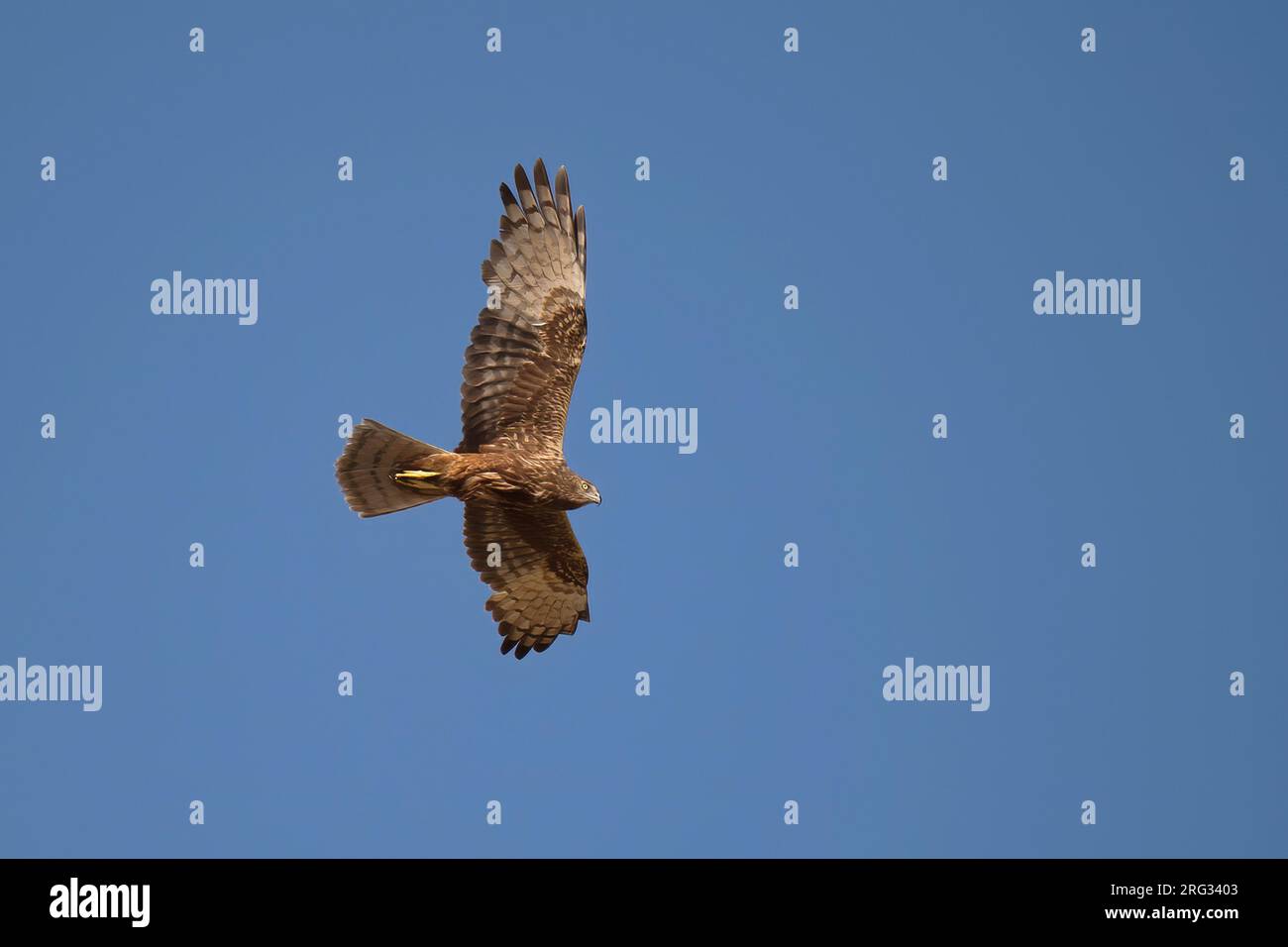 Female Eastern Marsh Harrier (Circus spilonotus) in flight against blue ...