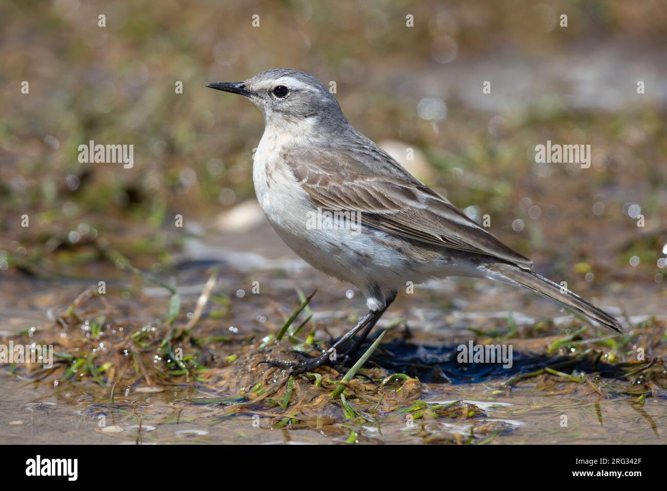 Water Pipit (Anthus spinoletta), side view of an adult standing on the ...