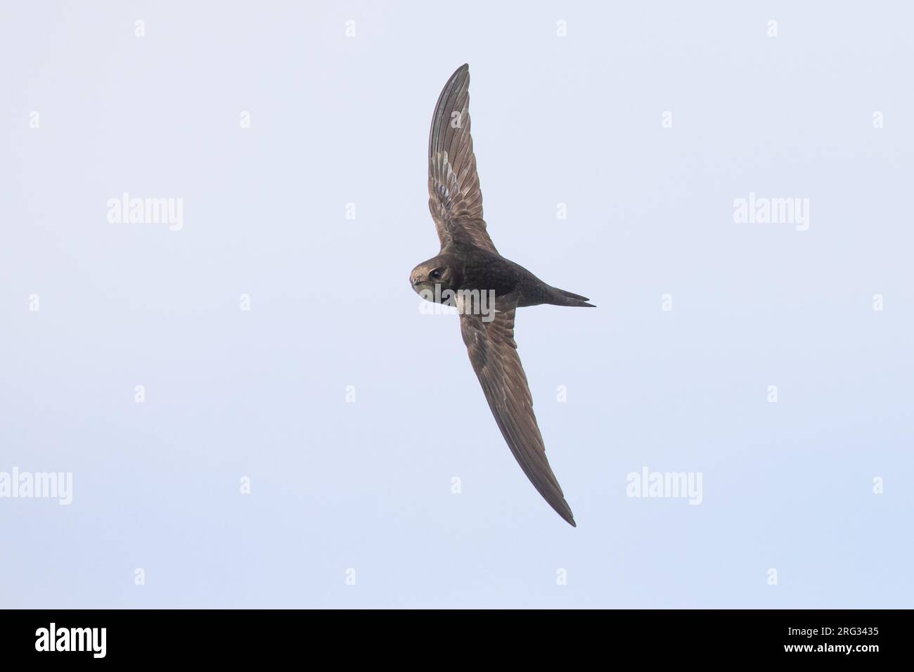 Adult Common Swift, (Apus apus), apus subspecies, flying against a blue ...