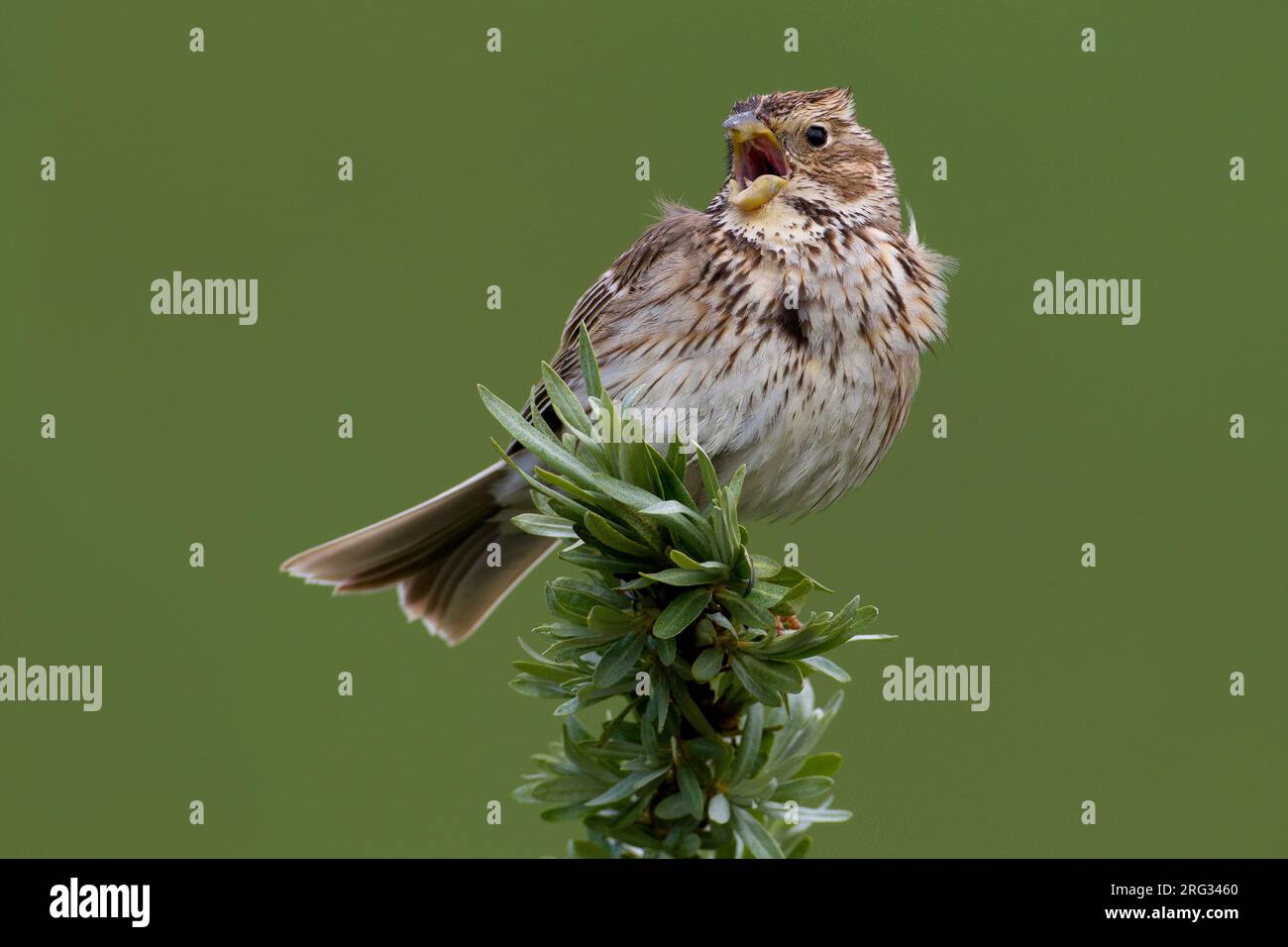 Zingende Grauwe Gors, Singing Corn Bunting Stock Photo - Alamy