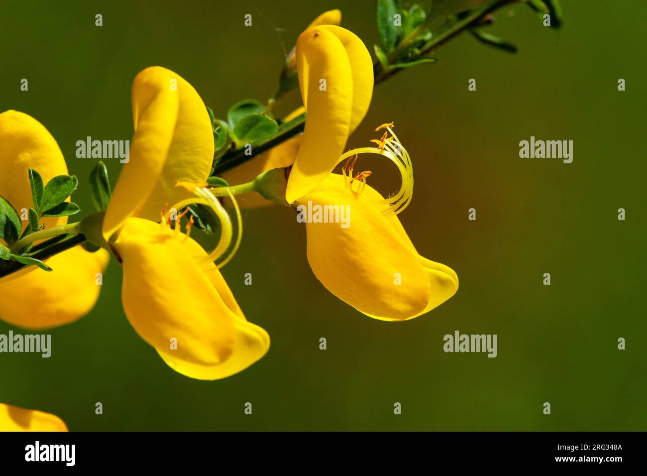 Scotch broom, Cytisus scoparius Stock Photo - Alamy