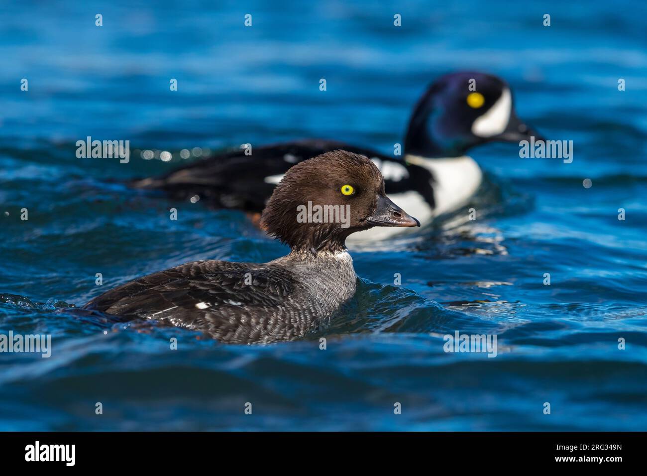 Pair of Barrow's Goldeneyes (Bucephala islandica) swimming in the sea ...