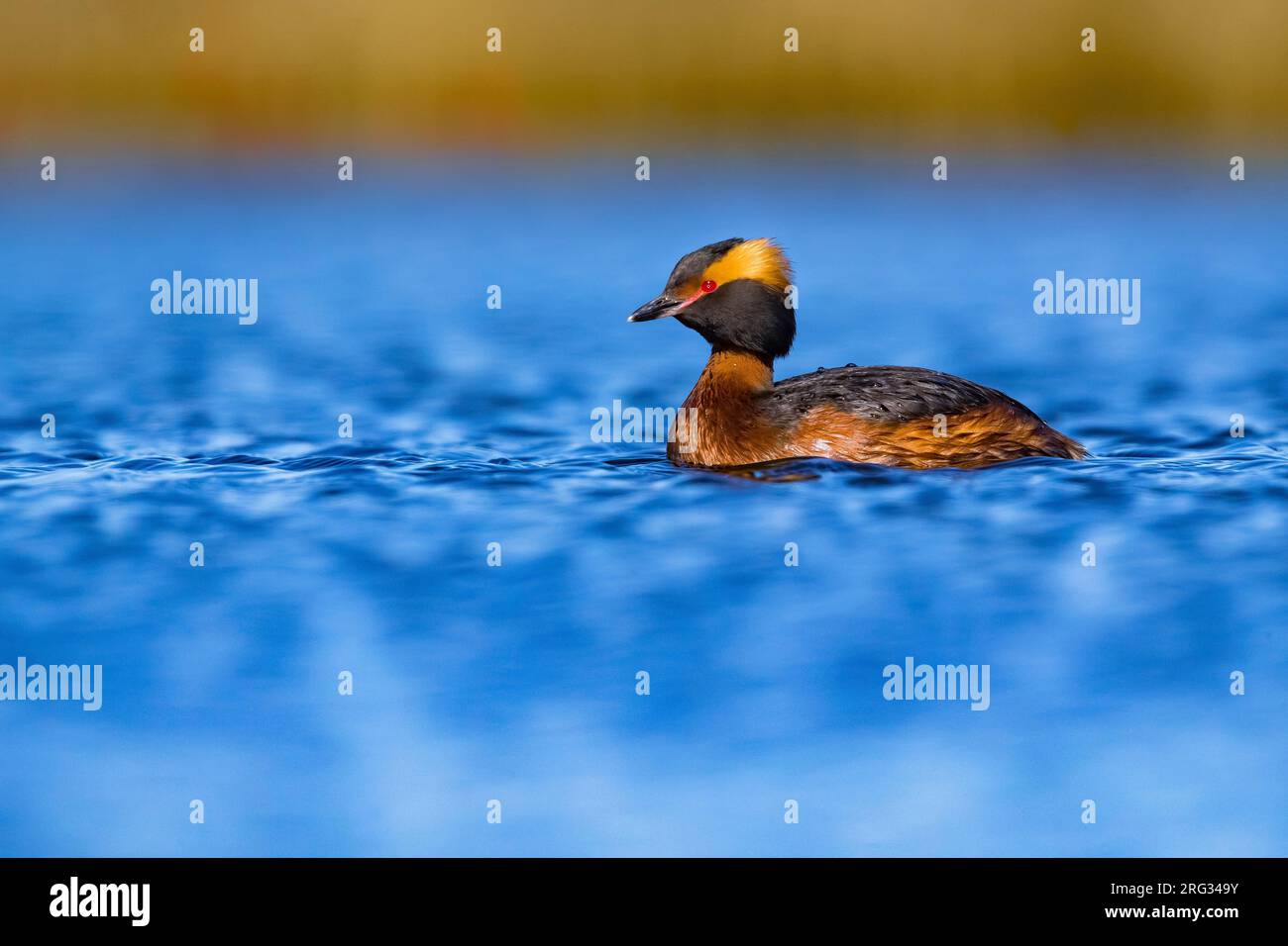 Adult Slavonian Grebe (Podiceps auritus) in summer plumage on lake on ...