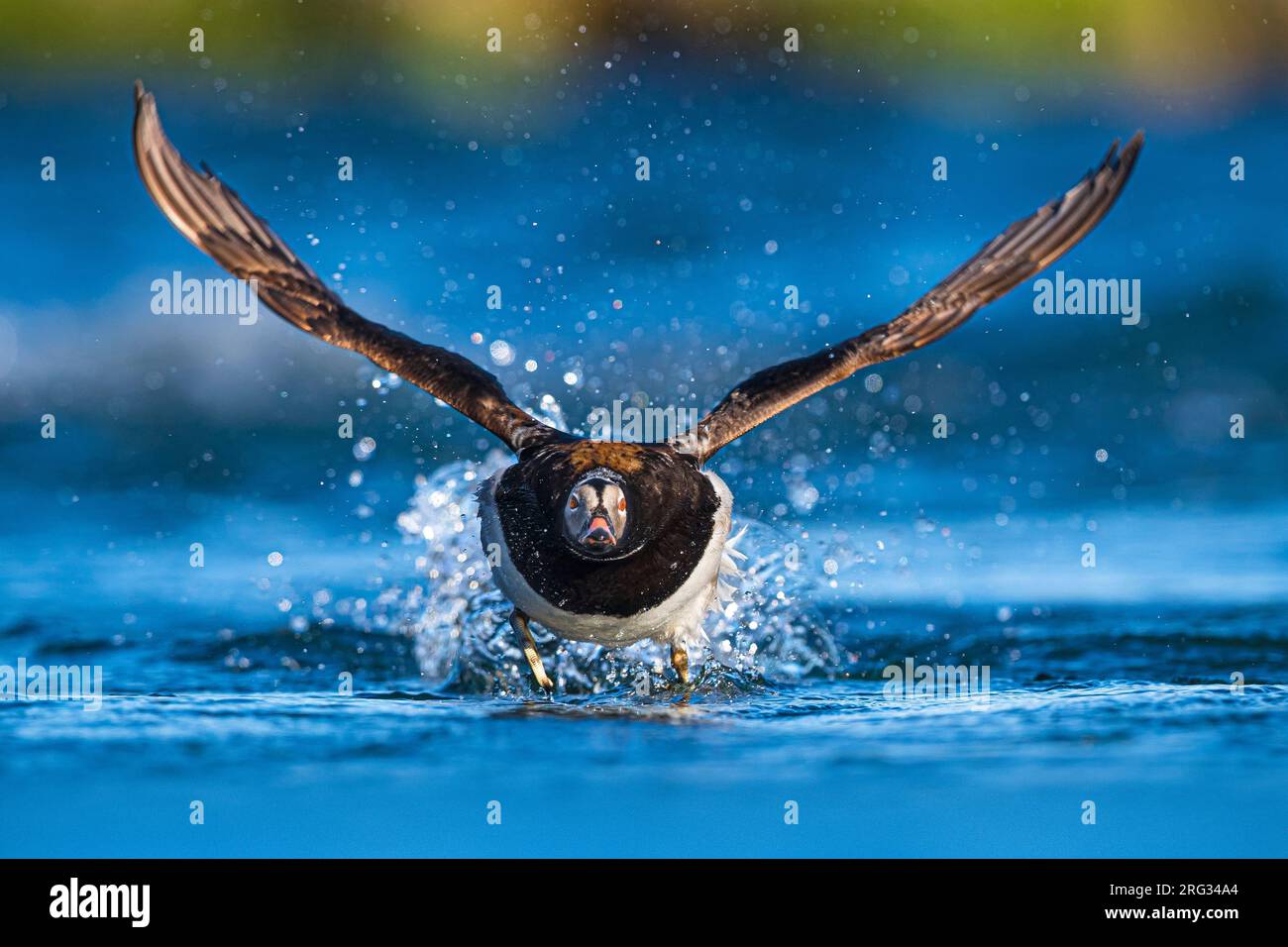 Adult male Long-tailed Duck (Clangula hyemalis) in summer breeding ...