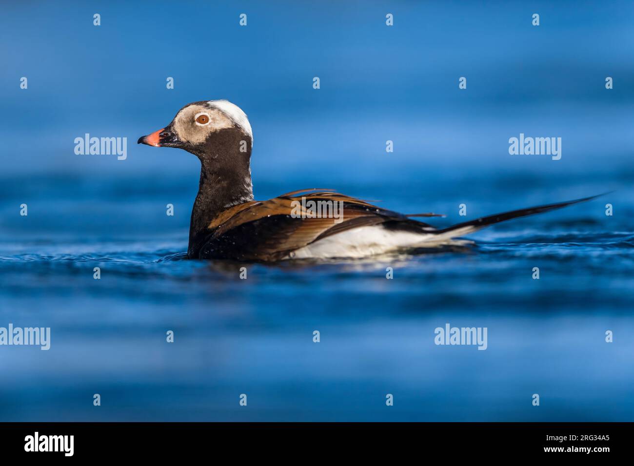 Adult male Long-tailed Duck (Clangula hyemalis) in summer breeding ...
