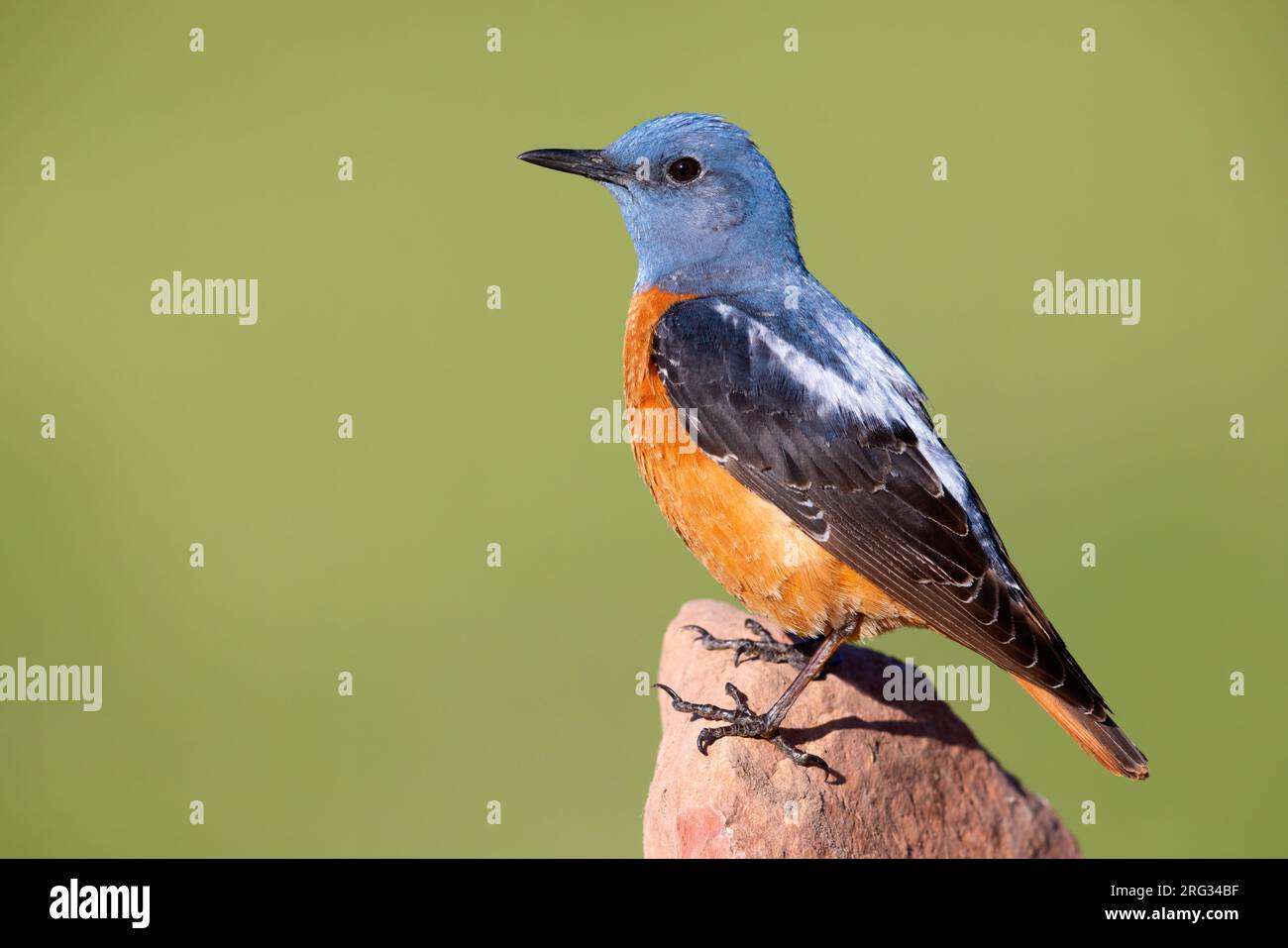 Common Rock Thrush (Monticola saxatilis), side view of an adult male ...