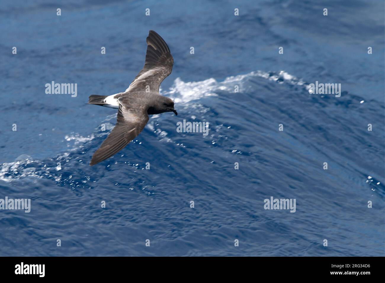 Moulting Grant's Storm Petrel (Hydrobates castro), also known as Band ...