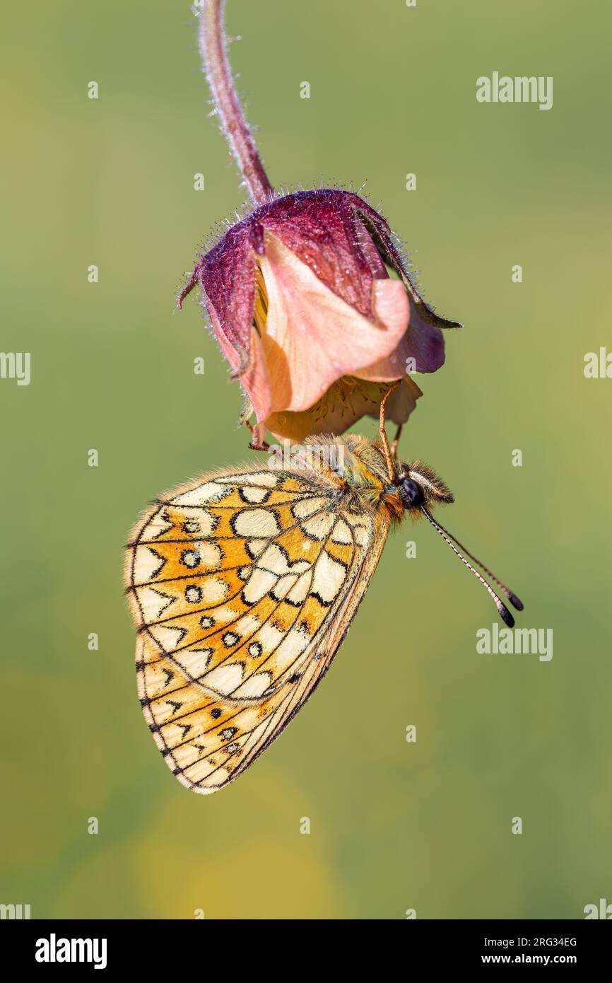 Side view of a Bog Fritillary Hanging on a flower Stock Photo - Alamy